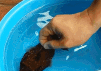 Puffer GIFs - Get the best gif on GIFER