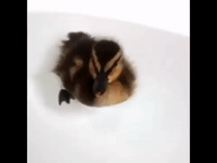 Duck GIFs - Get the best gif on GIFER