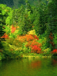 Jungle GIFs - Get the best gif on GIFER