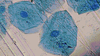 Biologia GIFs - Get the best gif on GIFER