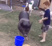 Свинья гифки, анимированные GIF изображения свинья - скачать гиф ...
