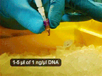 Genetic GIFs - Get the best gif on GIFER