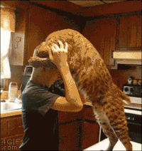 Bobcat GIFs - Get the best gif on GIFER