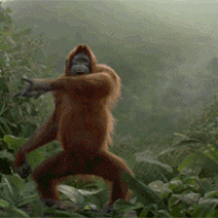 Chimpanzees GIFs - Get the best gif on GIFER