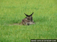 Donkeys GIFs - Get the best gif on GIFER