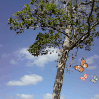 Baum GIFs - Get the best gif on GIFER