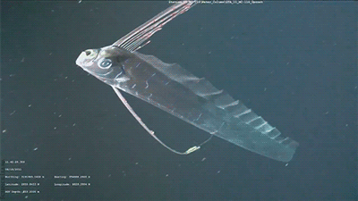 Oarfish GIFs - Get the best gif on GIFER