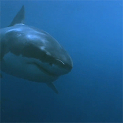 Great white sharks GIF - Conseguir el mejor gif en GIFER