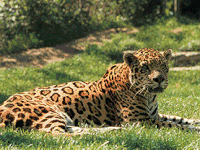 Jaguar GIFs - Get the best gif on GIFER