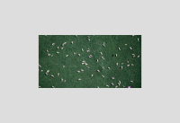 Processando GIF - Conseguir o melhor gif em GIFER