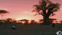 Savannah GIFs - Get the best gif on GIFER