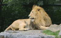 Lion GIFs - Get the best gif on GIFER
