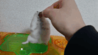 Gerbil GIFs - Get the best gif on GIFER