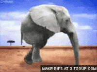Elephant GIFs - Get the best gif on GIFER