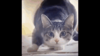 Update GIFs - Get the best gif on GIFER