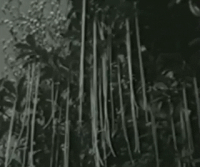 Spaghetti day GIFs - Get the best gif on GIFER
