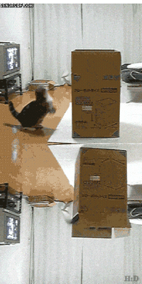 Cat jumping GIFs - Get the best gif on GIFER