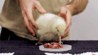 Kiwi GIFs - Get the best gif on GIFER