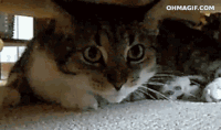 Mixed GIFs - Get the best gif on GIFER