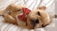 Frenchie GIFs - Get the best gif on GIFER
