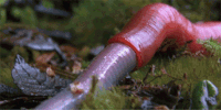 Worm GIFs - Get the best gif on GIFER