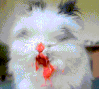 Fluffy GIFs - Get the best gif on GIFER