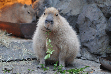Capybara GIFs - Get the best gif on GIFER