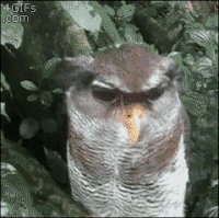Beaks GIFs - Get the best gif on GIFER