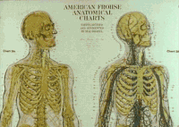 Anatomy GIFs - Get the best gif on GIFER