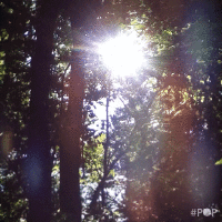 Loaded GIFs - Get the best gif on GIFER