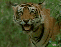 Tigers GIFs - Get the best gif on GIFER