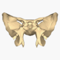 Bone GIFs - Get the best gif on GIFER