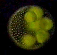 Biological GIFs - Get the best gif on GIFER