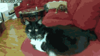 Tolerance GIFs - Get the best gif on GIFER