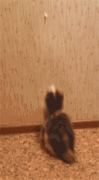 Jumpy GIFs - Get the best gif on GIFER