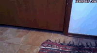 Rugs GIFs - Get the best gif on GIFER