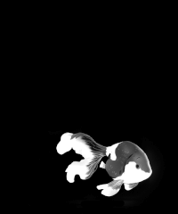 Goldfish GIFs - Get the best gif on GIFER