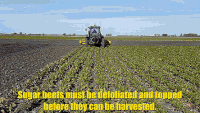 Beet GIFs - Get the best gif on GIFER
