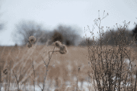 Prairie GIFs - Get the best gif on GIFER