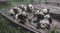 Bambu GIFs - Get the best gif on GIFER