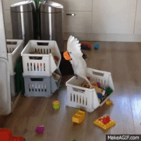 Cockatoos GIFs - Get the best gif on GIFER
