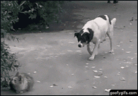 Victim GIFs - Get the best gif on GIFER