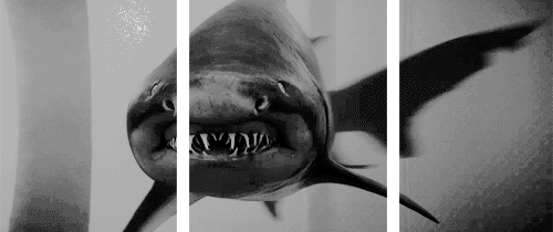 Jaws shark GIF - Conseguir o melhor gif em GIFER