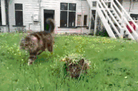 Camouflage GIFs - Get the best gif on GIFER