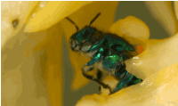 Pollinator GIF - Conseguir el mejor gif en GIFER