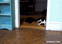 Slipping GIFs - Get the best gif on GIFER