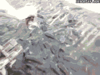 Carp GIFs - Get the best gif on GIFER