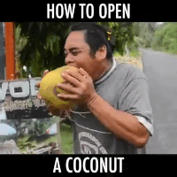 Coconuts GIFs - Get the best gif on GIFER