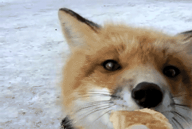 Red fox GIF - Conseguir el mejor gif en GIFER