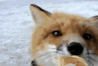 Fox GIFs - Get the best gif on GIFER